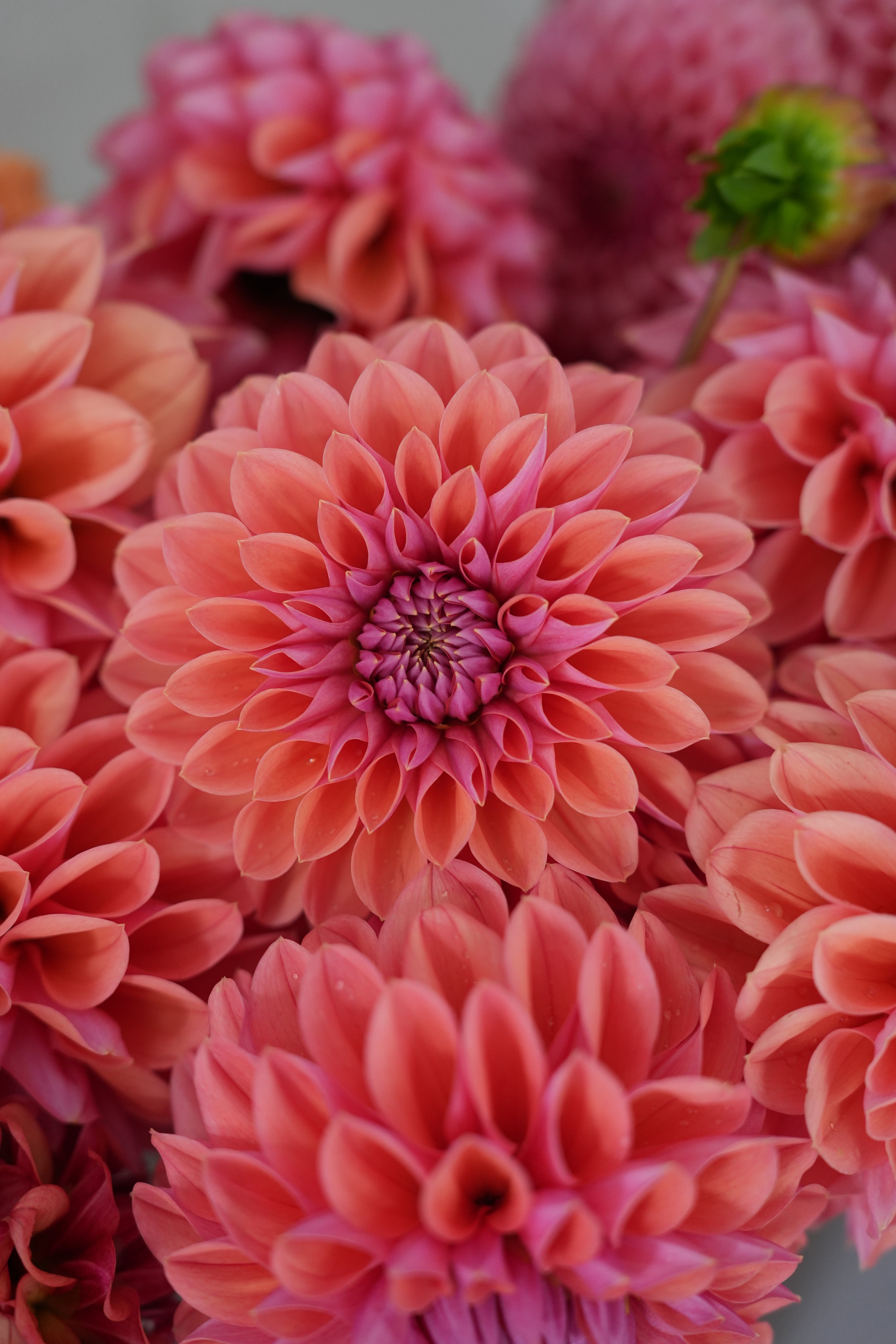 RM Varieties – Stonehouse Dahlias