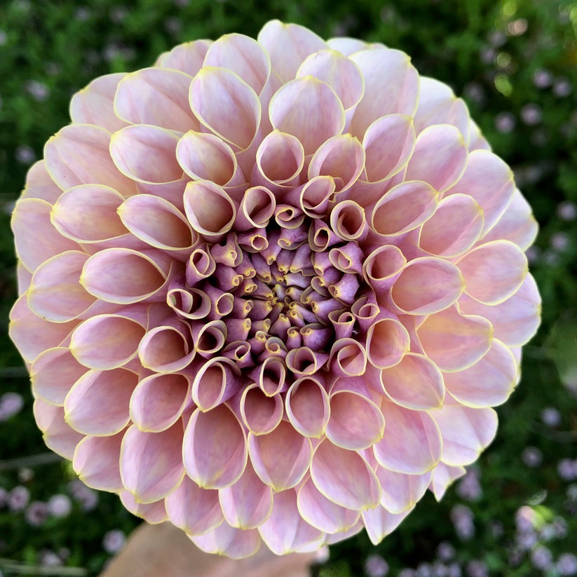 KA's® Cinder Rose – Stonehouse Dahlias