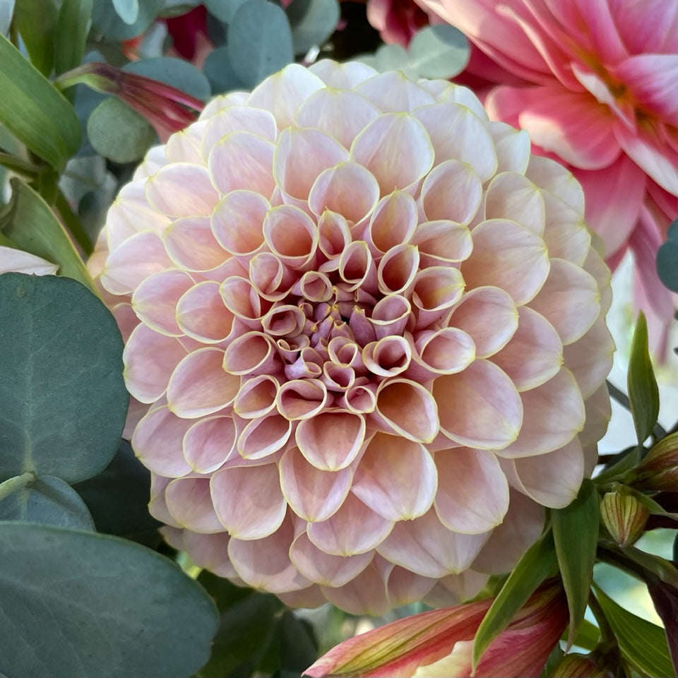 KA's® Cinder Rose – Stonehouse Dahlias