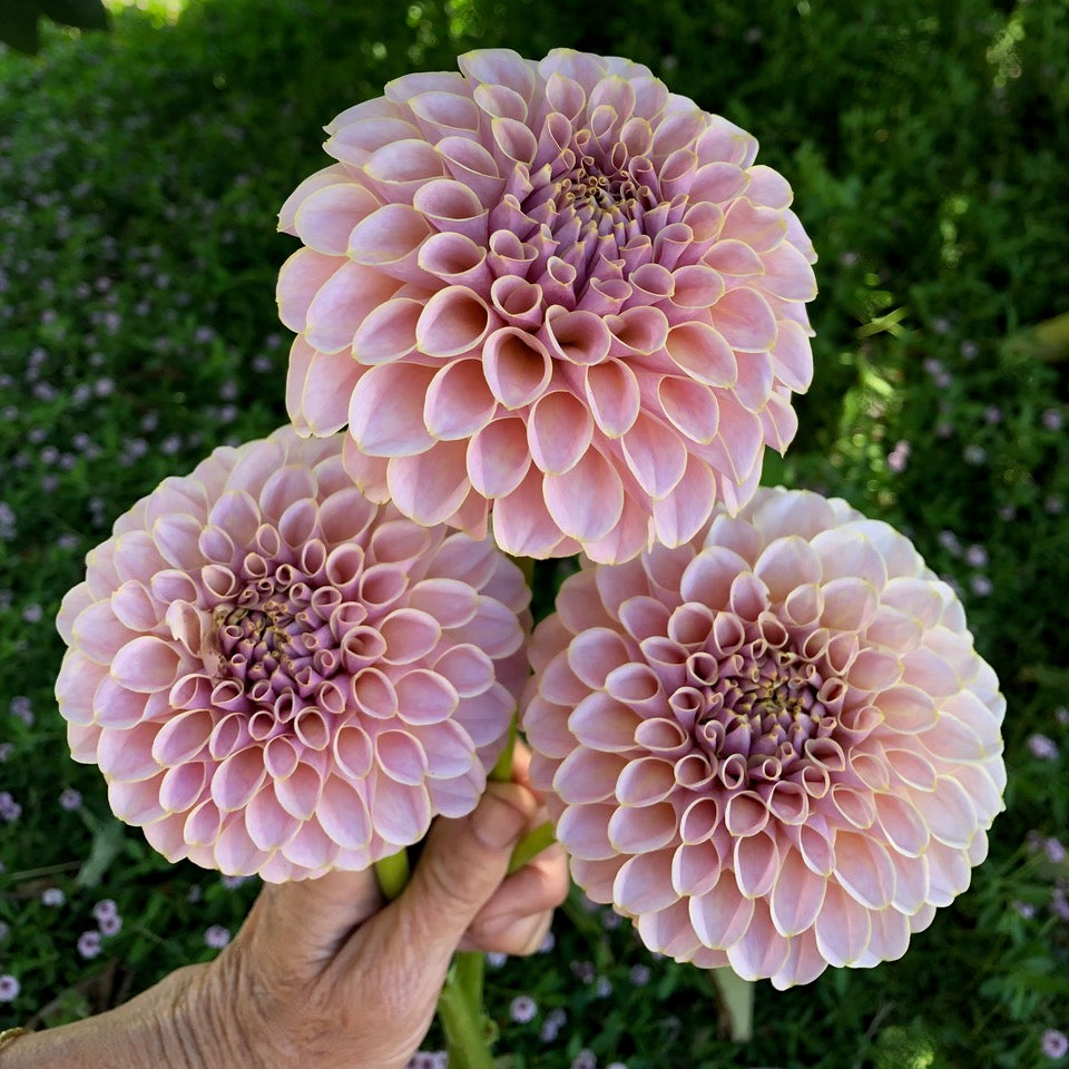 KA's® Cinder Rose – Stonehouse Dahlias