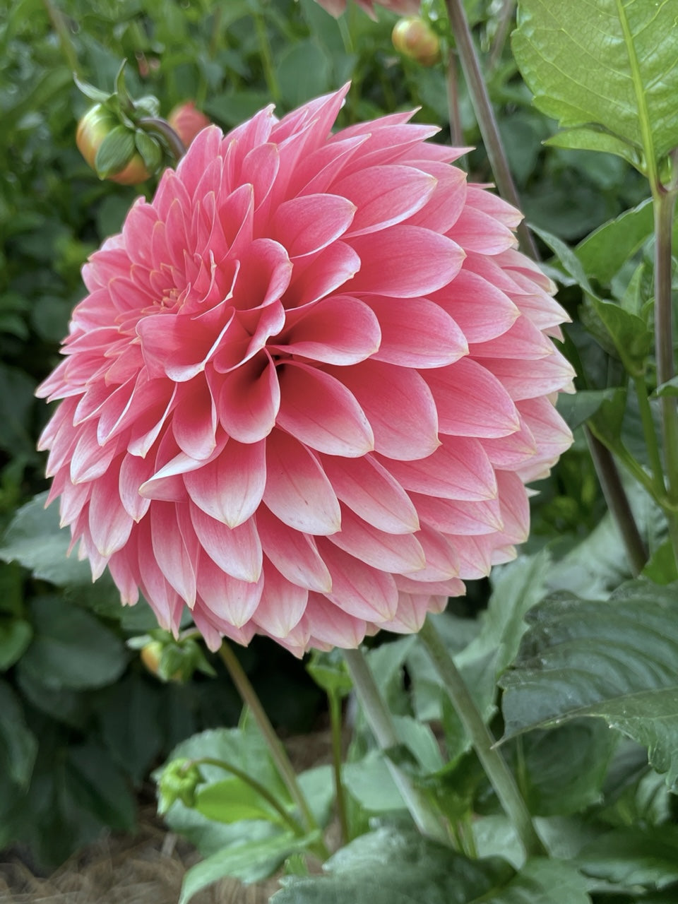 KA's® Guava – Stonehouse Dahlias