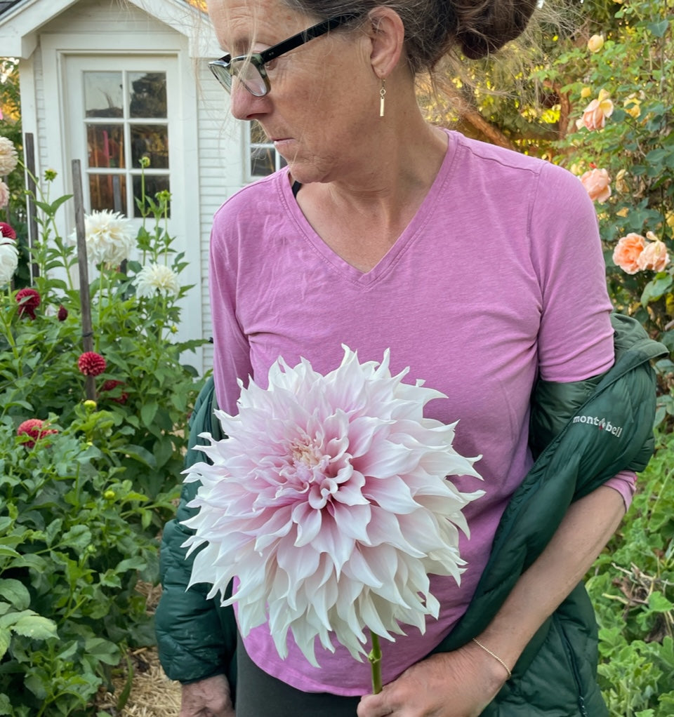 KA's® Lavender Blush – Stonehouse Dahlias