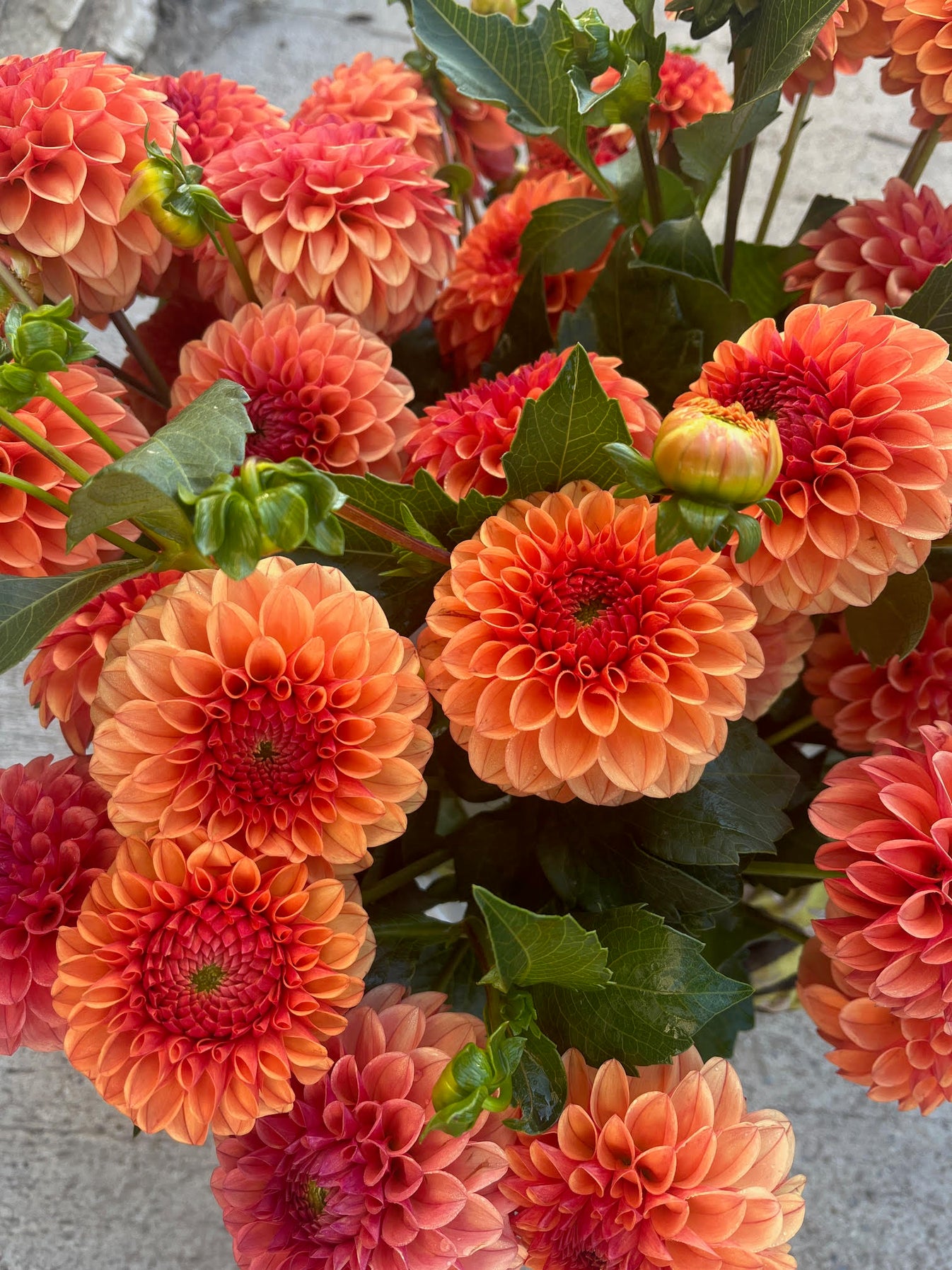 KA's® Blood Orange – Stonehouse Dahlias