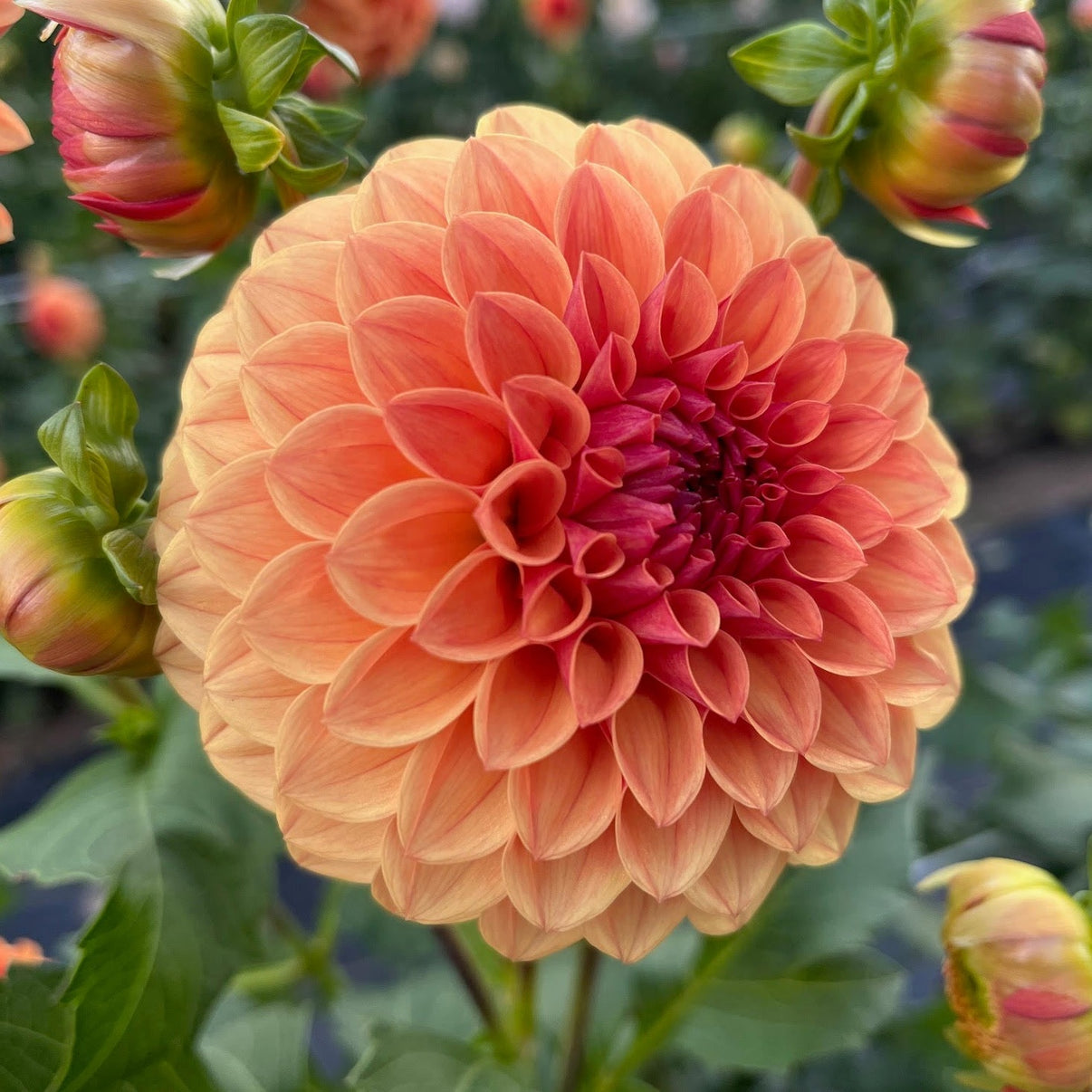 KA's® Blood Orange – Stonehouse Dahlias