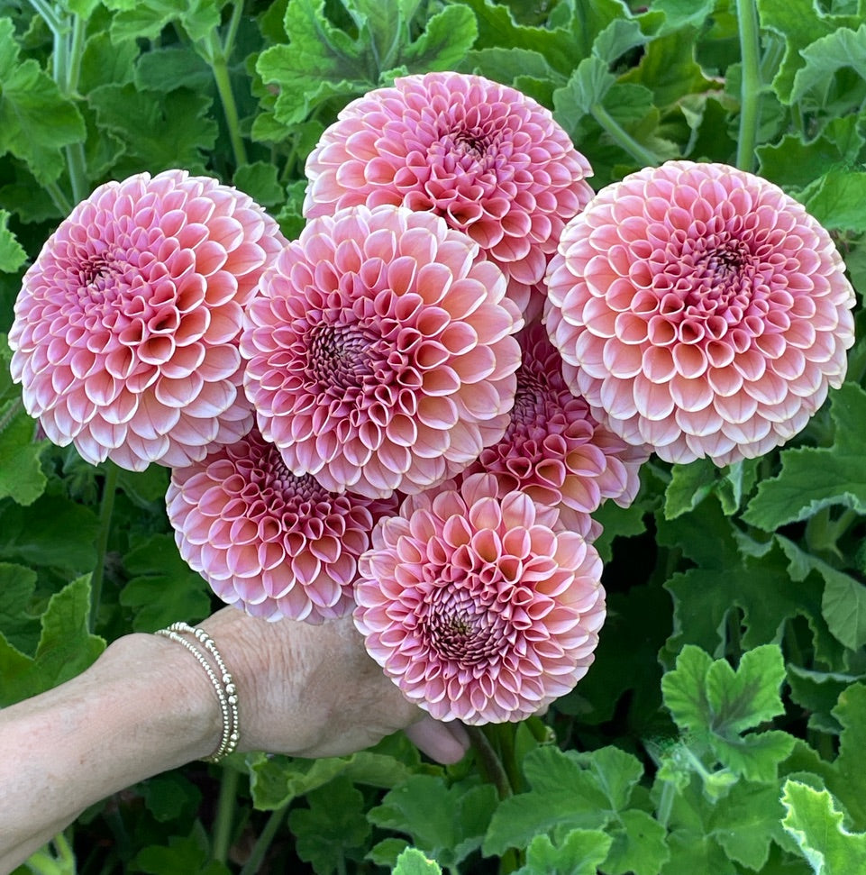 All Dahlias – Stonehouse Dahlias