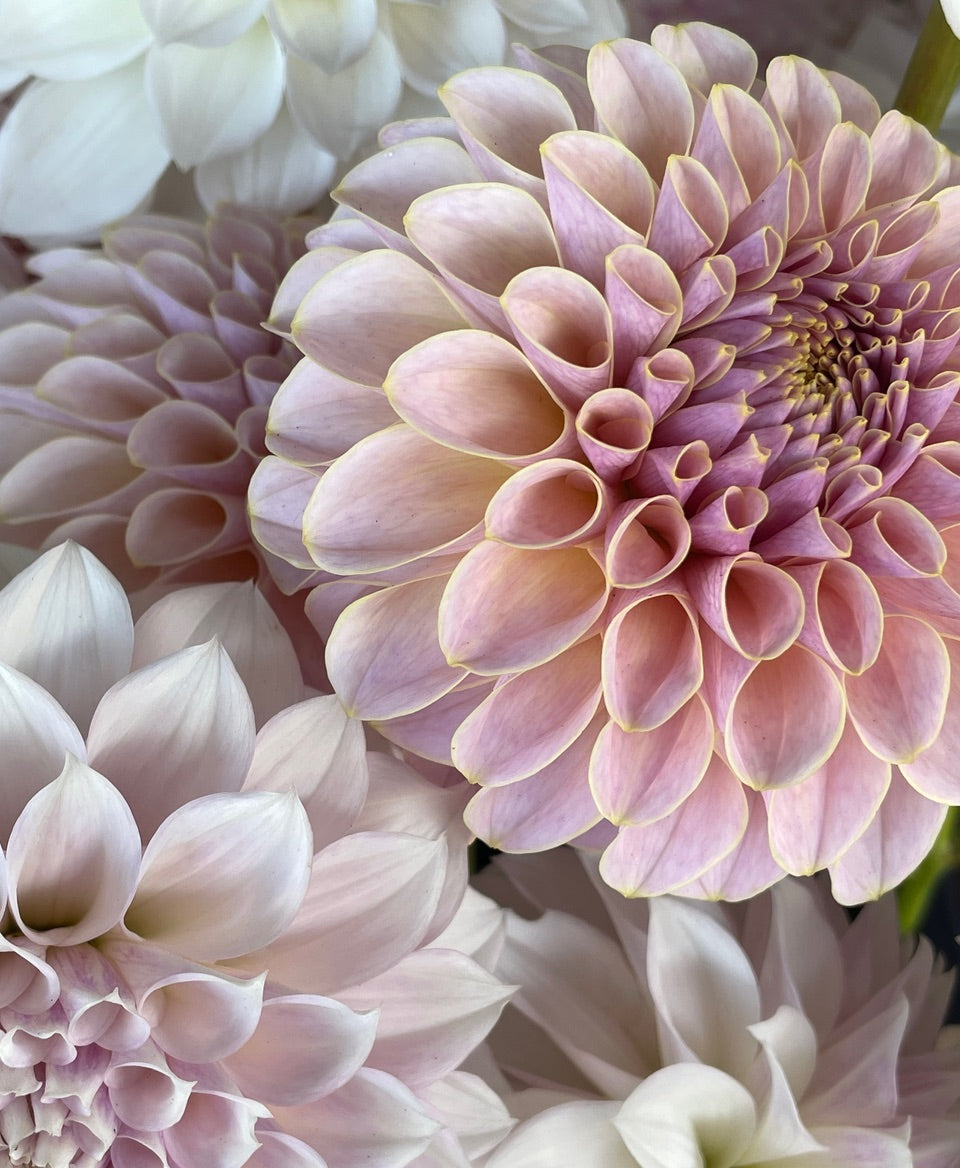 KA's® Cinder Rose – Stonehouse Dahlias