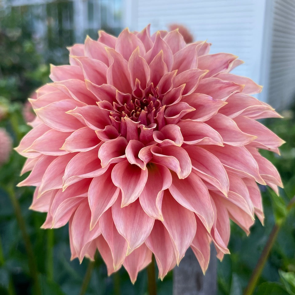 KA's® Coral Sea – Stonehouse Dahlias