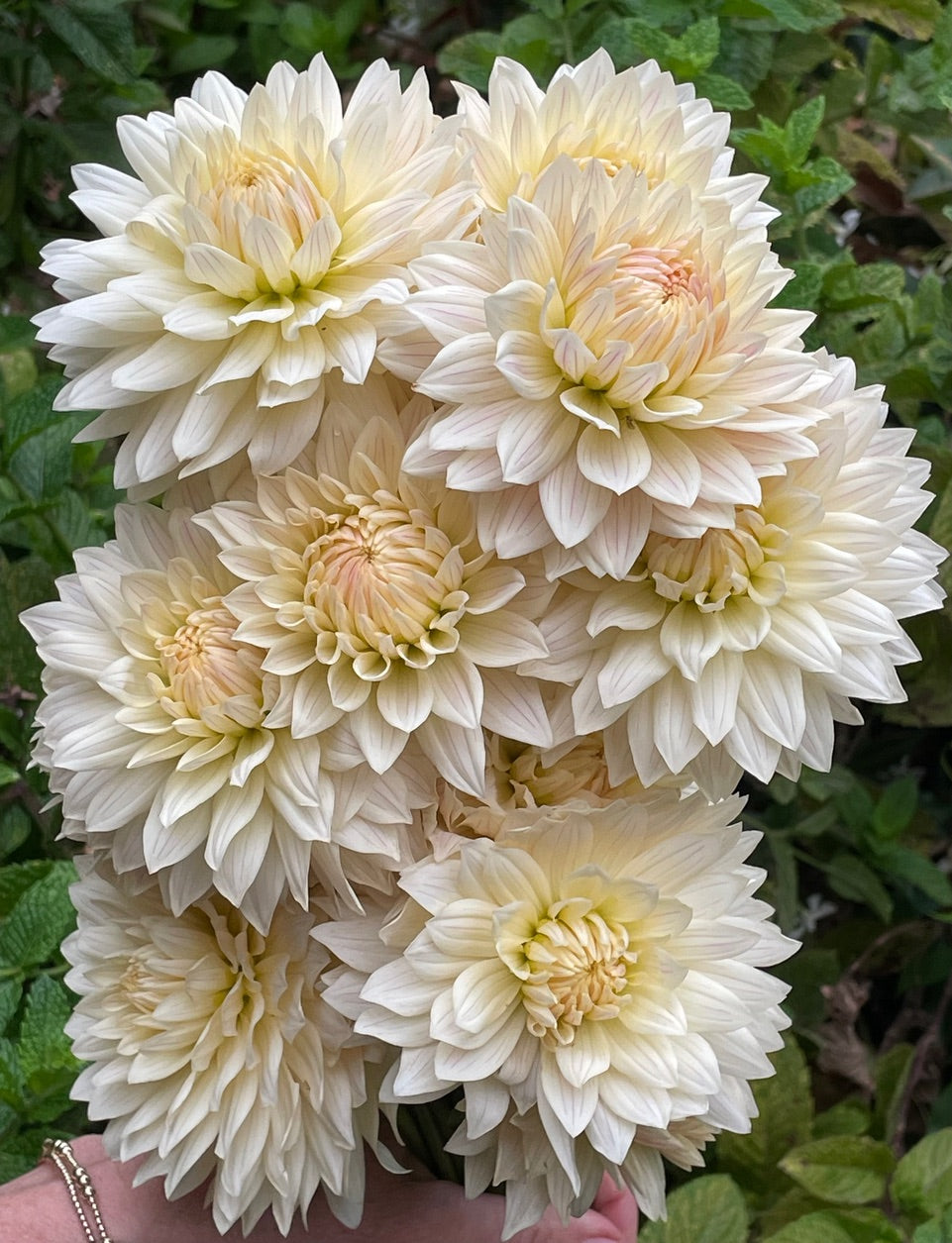 KA's® Varieties – Stonehouse Dahlias