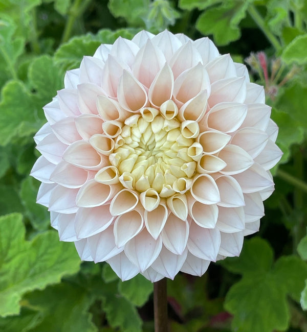 KA's® Opal Cliffs – Stonehouse Dahlias