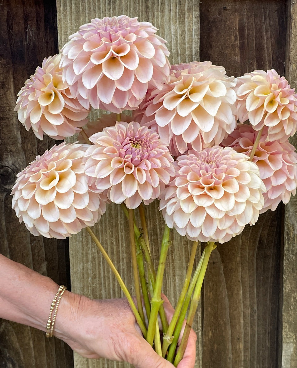 KA's® Cinder Rose – Stonehouse Dahlias
