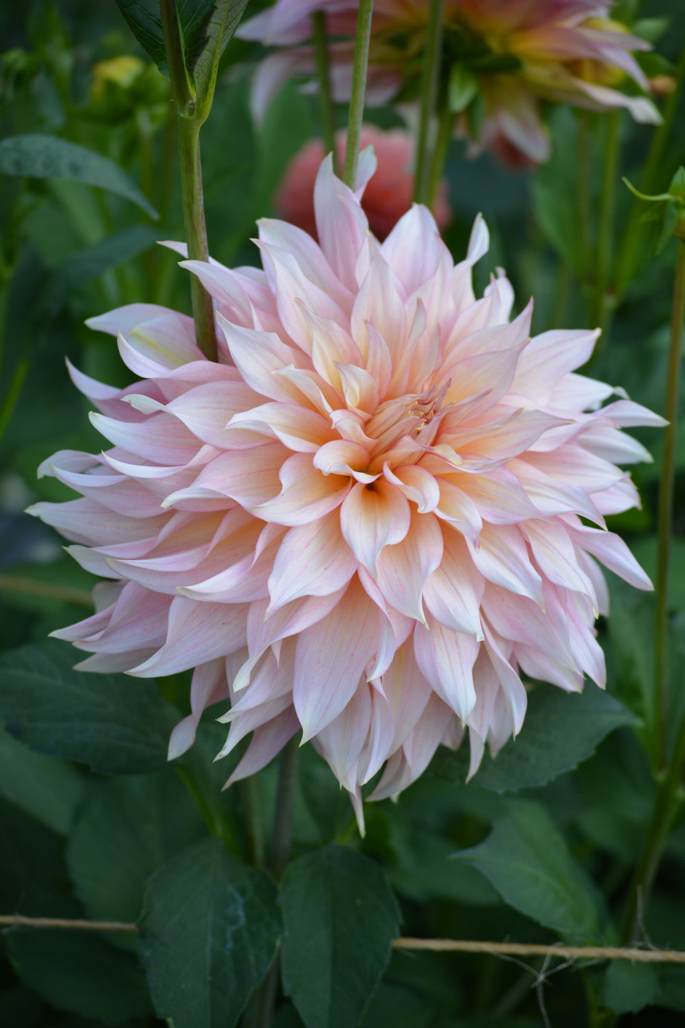 RM Gigi – Stonehouse Dahlias