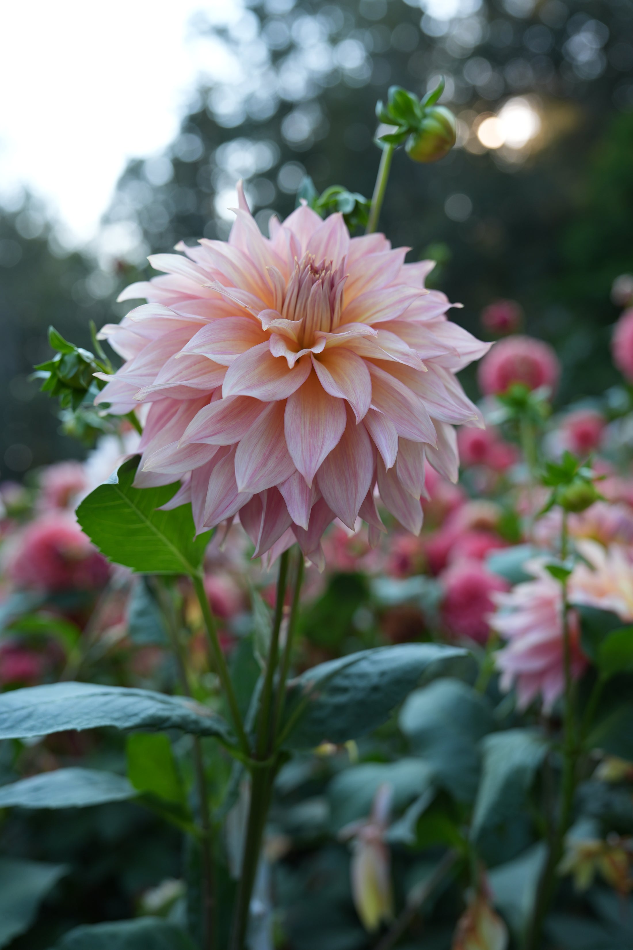 RM Gigi – Stonehouse Dahlias