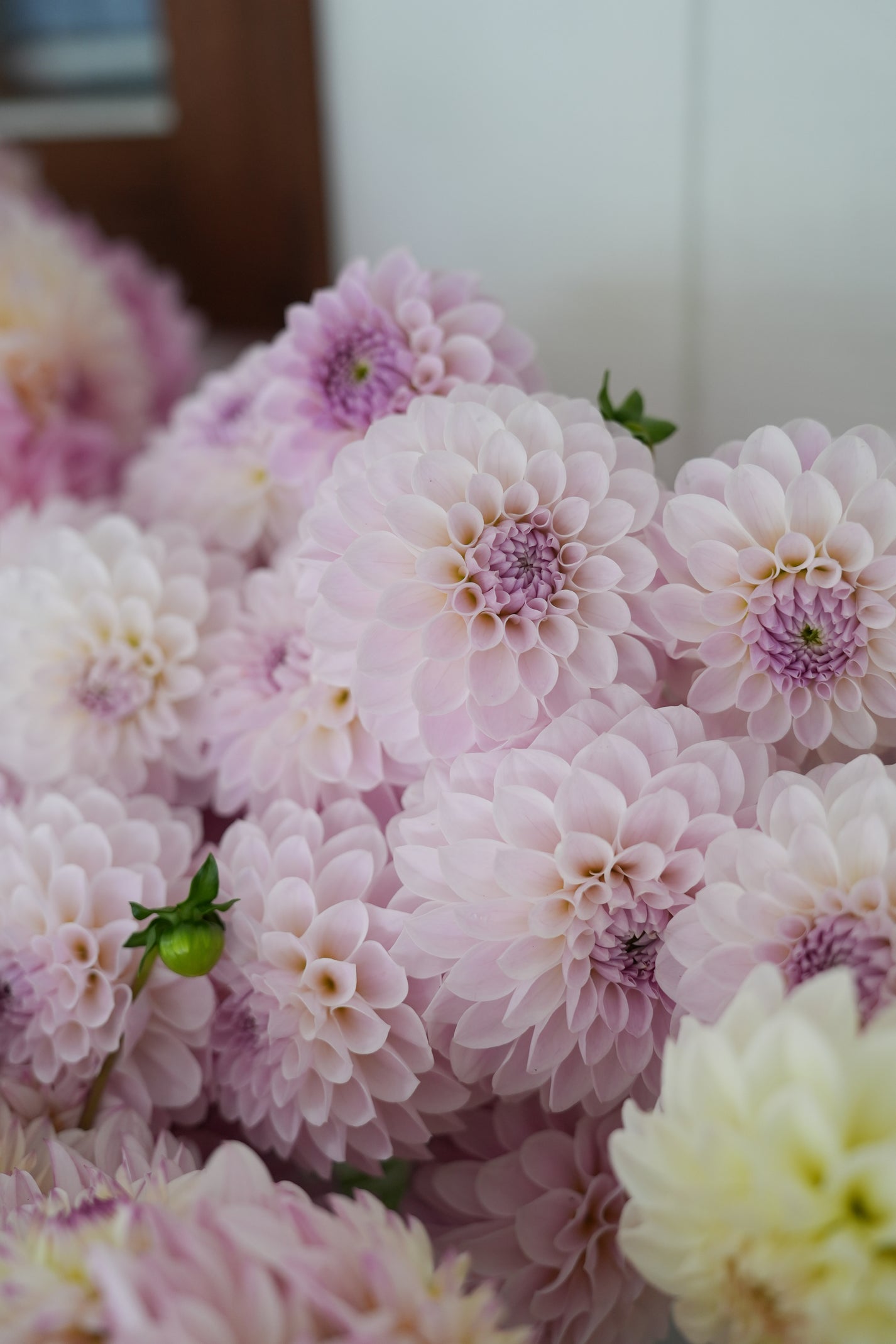 RM Hannah Joe – Stonehouse Dahlias