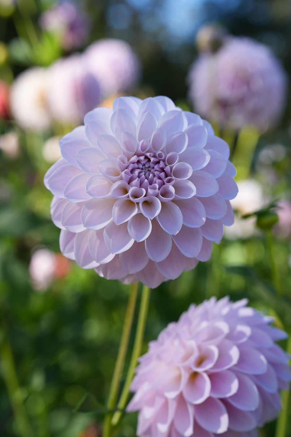 RM Varieties – Stonehouse Dahlias