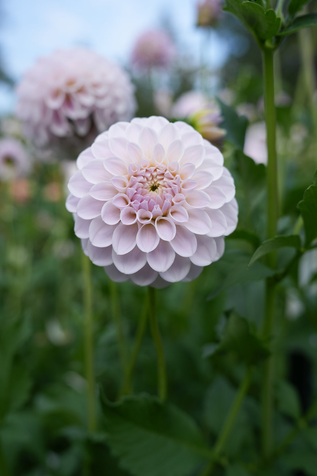 RM Hannah Joe – Stonehouse Dahlias