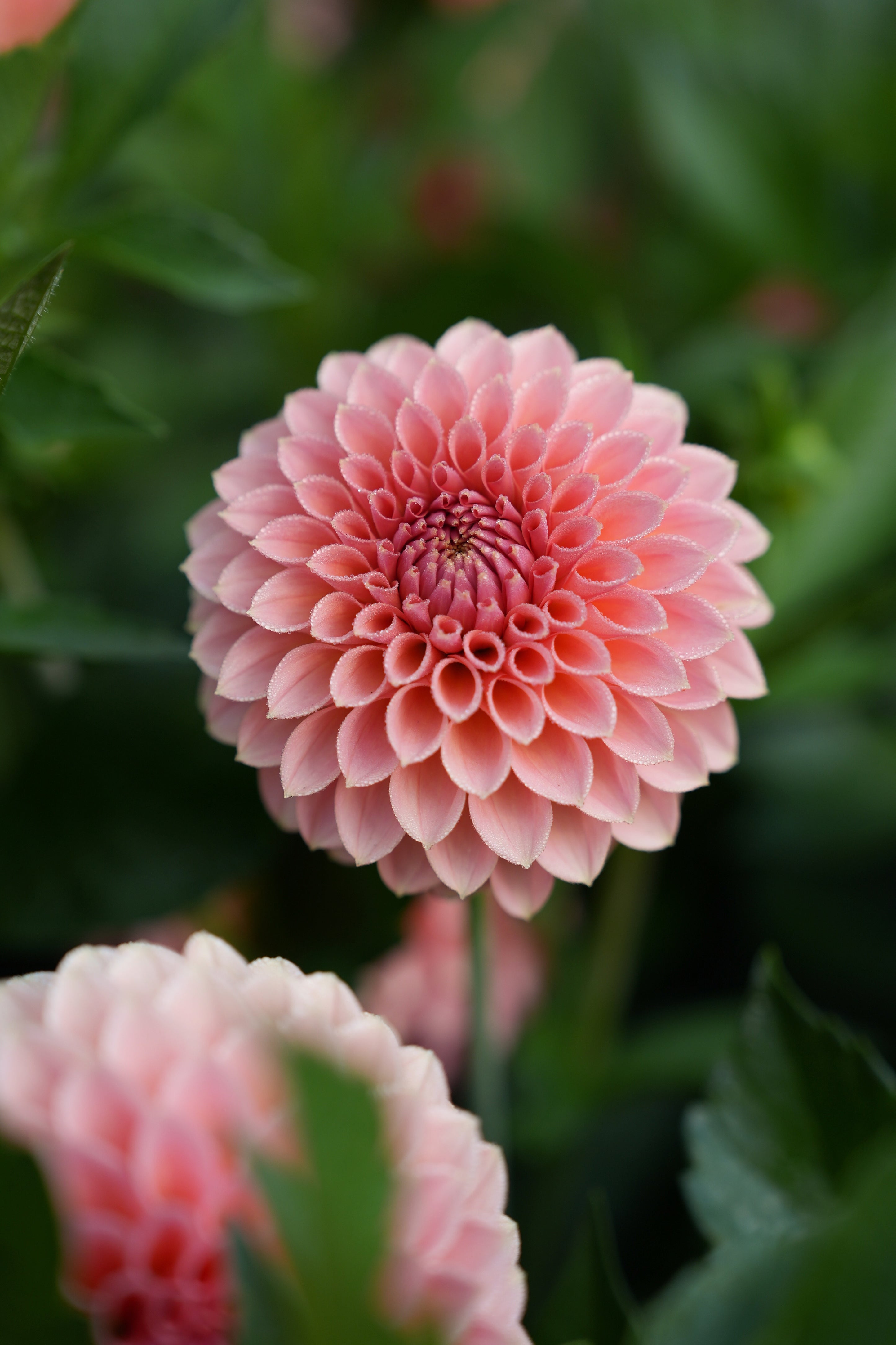 RM Lure – Stonehouse Dahlias