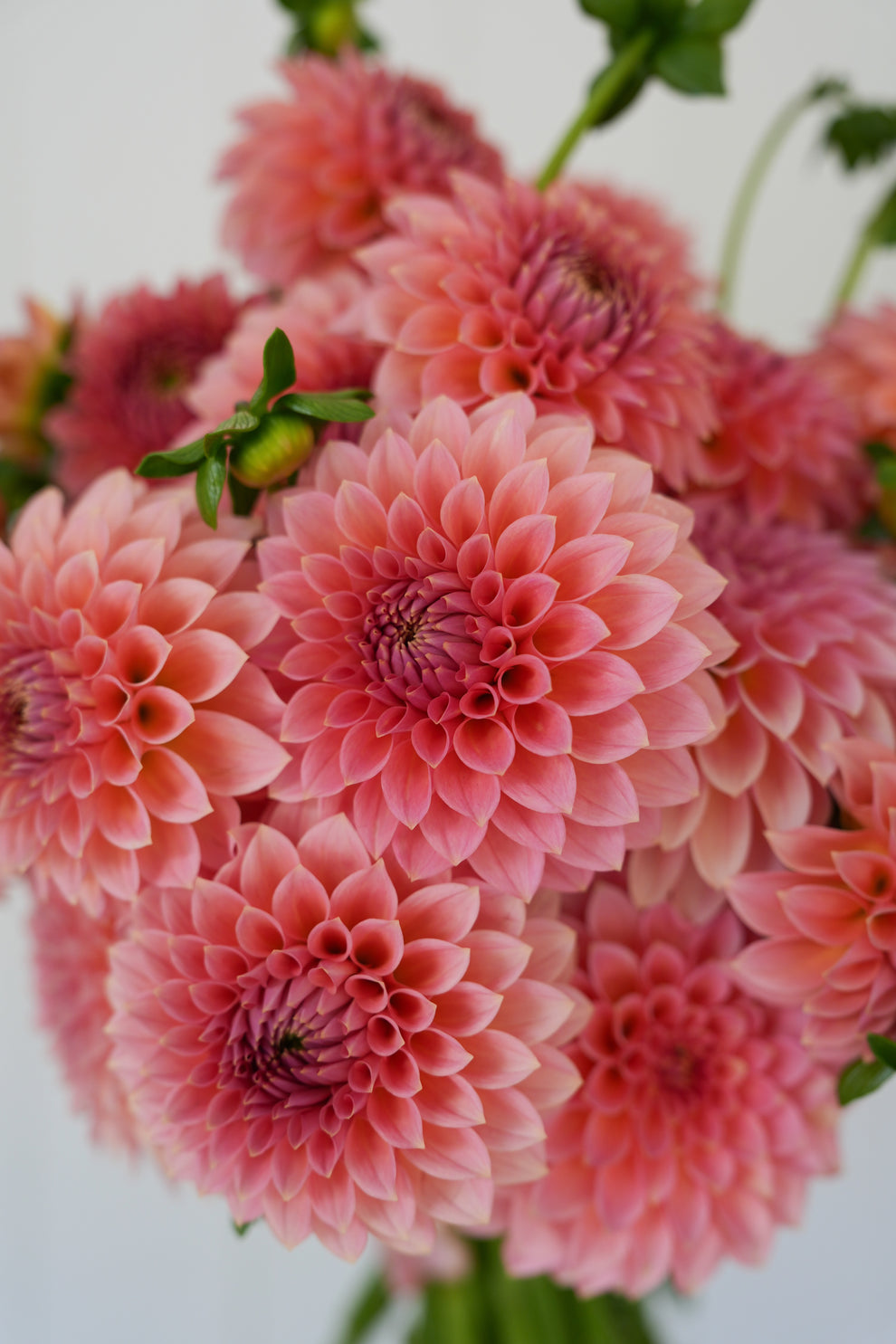RM Lure – Stonehouse Dahlias