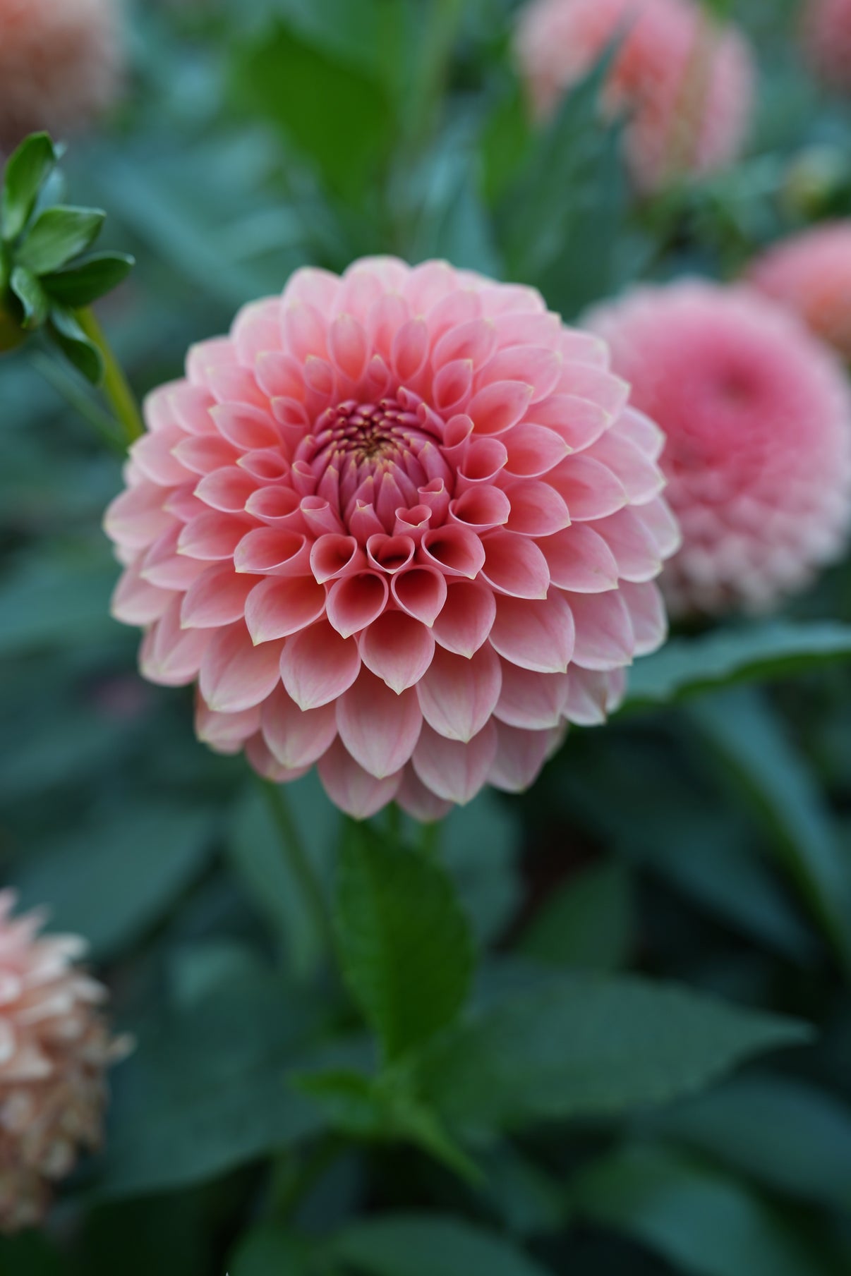 RM Lure – Stonehouse Dahlias