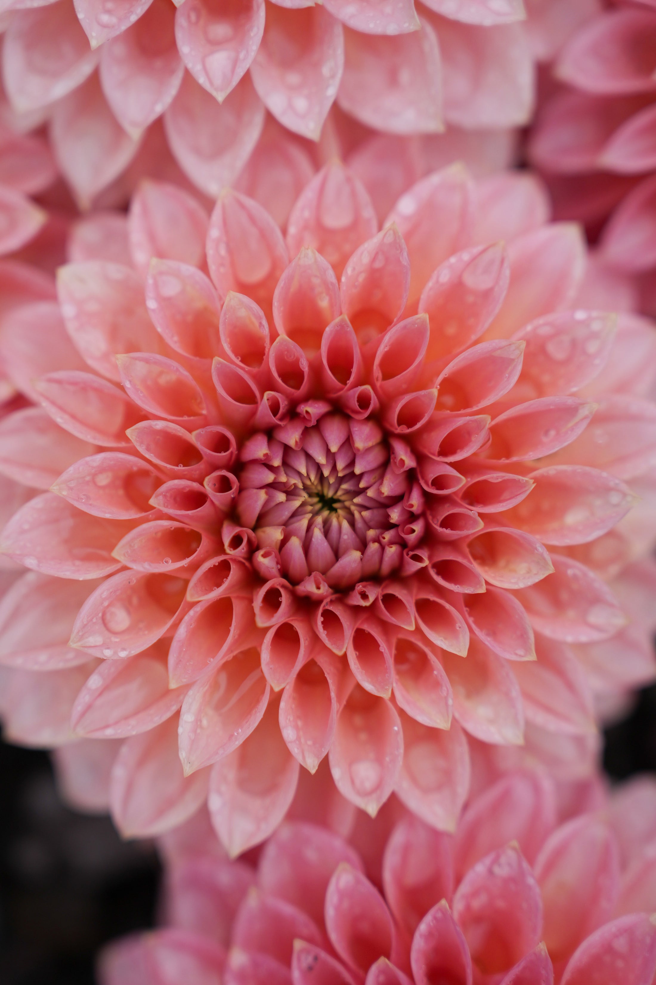 RM Lure – Stonehouse Dahlias