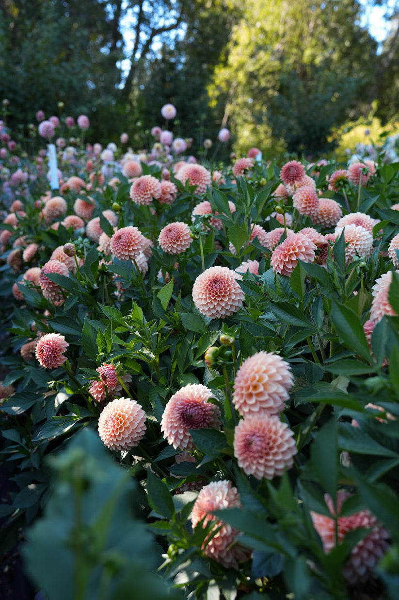 RM Lure – Stonehouse Dahlias