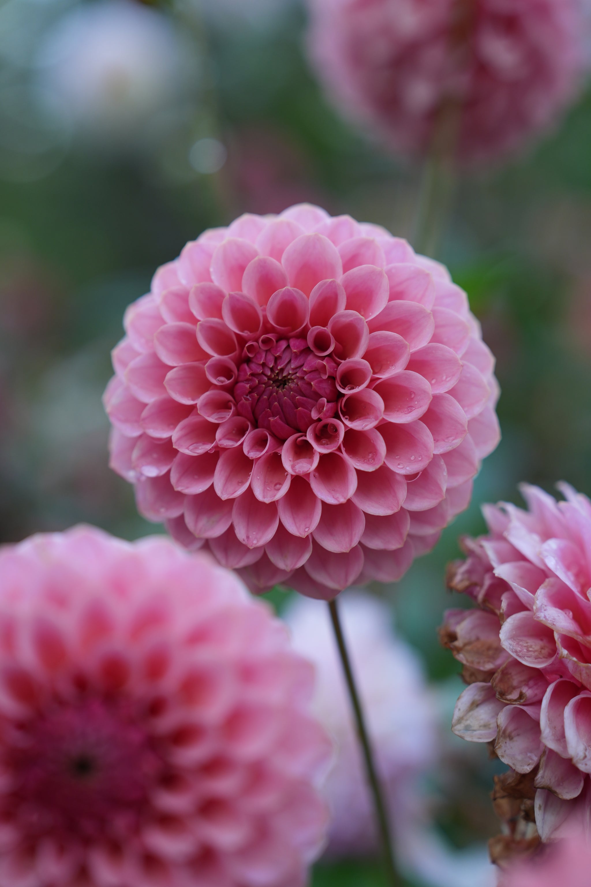 RM Mauvelous – Stonehouse Dahlias