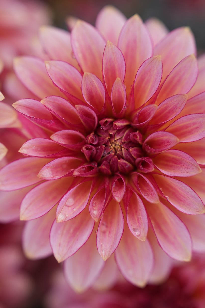 RM Raspberry Twinkle – Stonehouse Dahlias