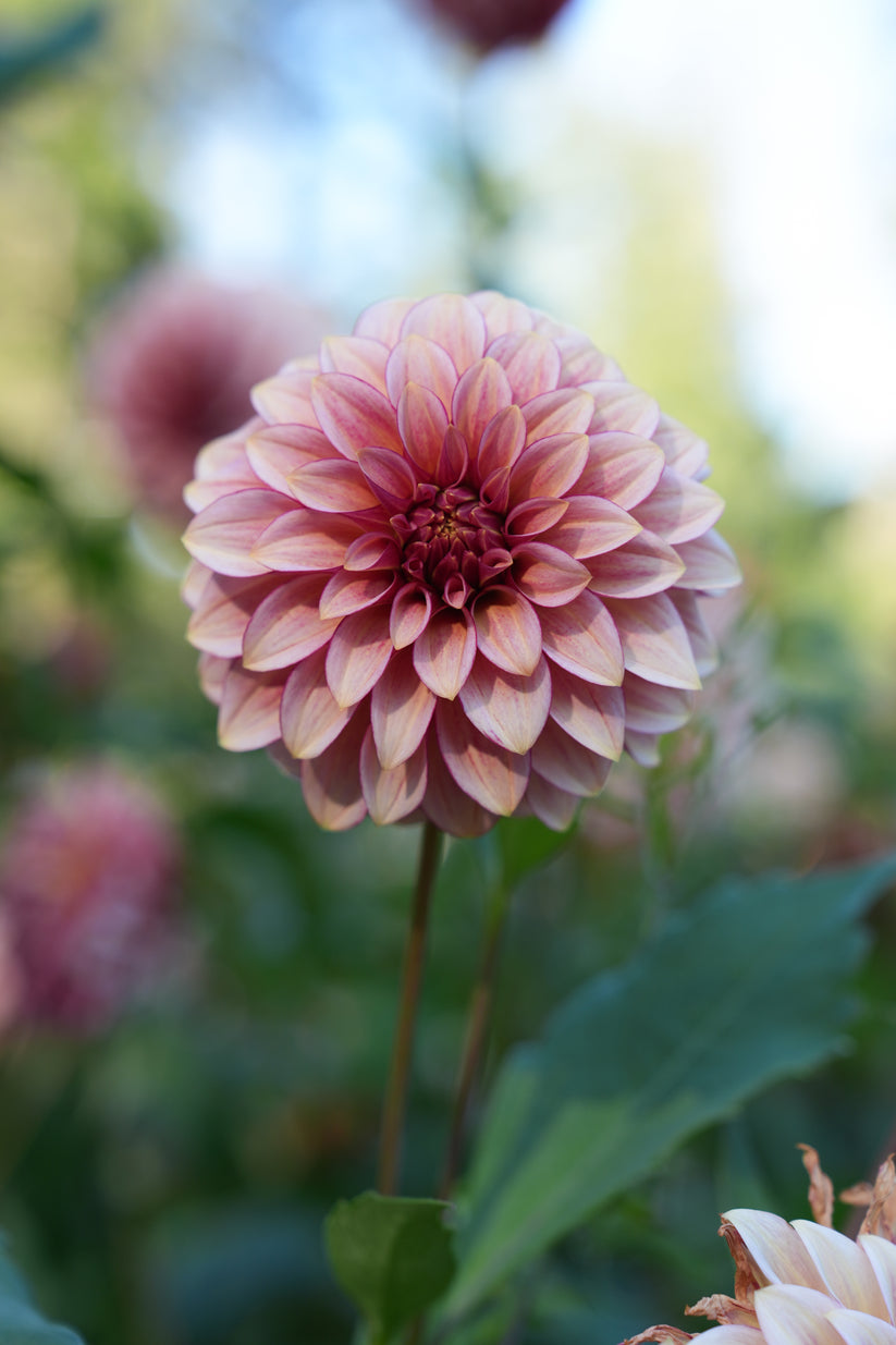 RM Raspberry Twinkle – Stonehouse Dahlias