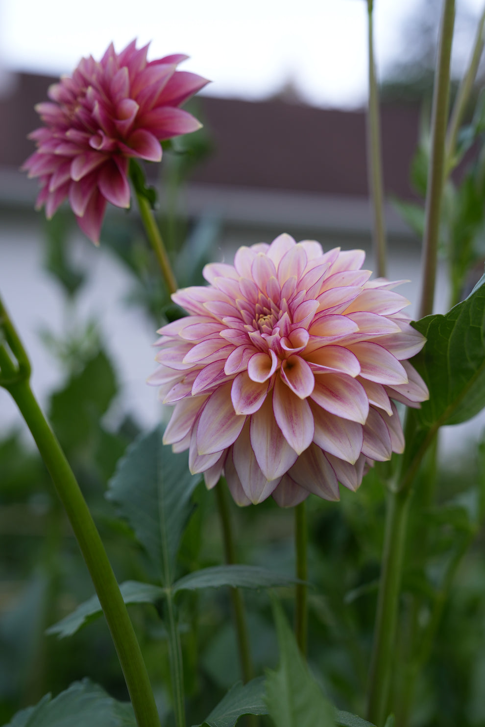 RM Raspberry Twinkle – Stonehouse Dahlias