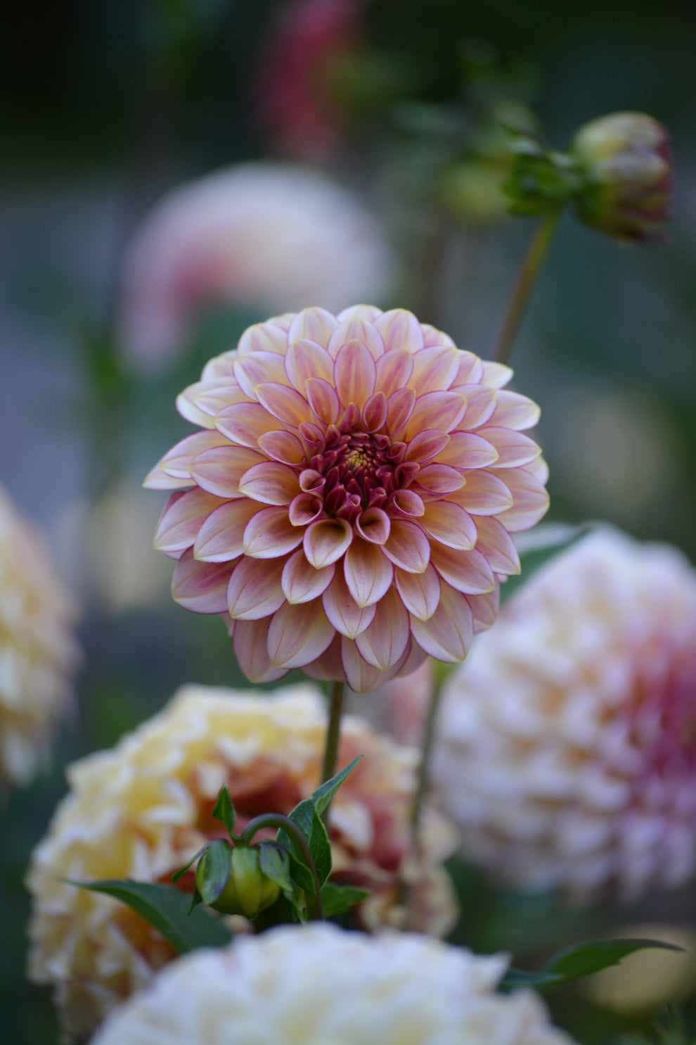 RM Raspberry Twinkle – Stonehouse Dahlias