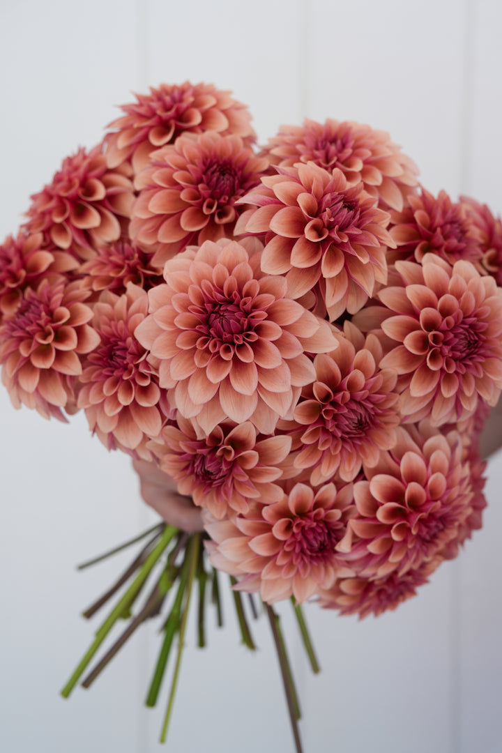 All Dahlias – Stonehouse Dahlias
