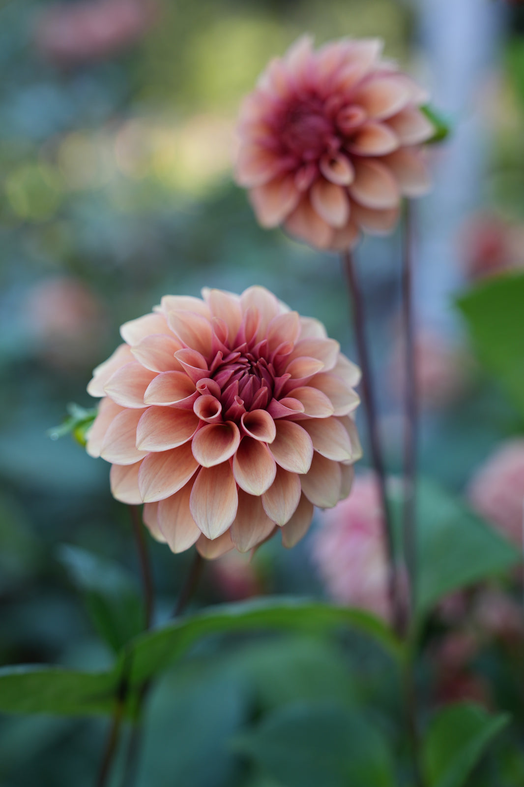 All Dahlias – Stonehouse Dahlias