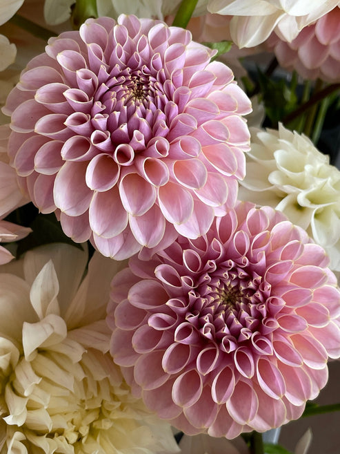 KA's® Cinder Rose – Stonehouse Dahlias