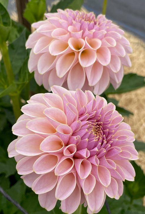 KA's® Cinder Rose – Stonehouse Dahlias