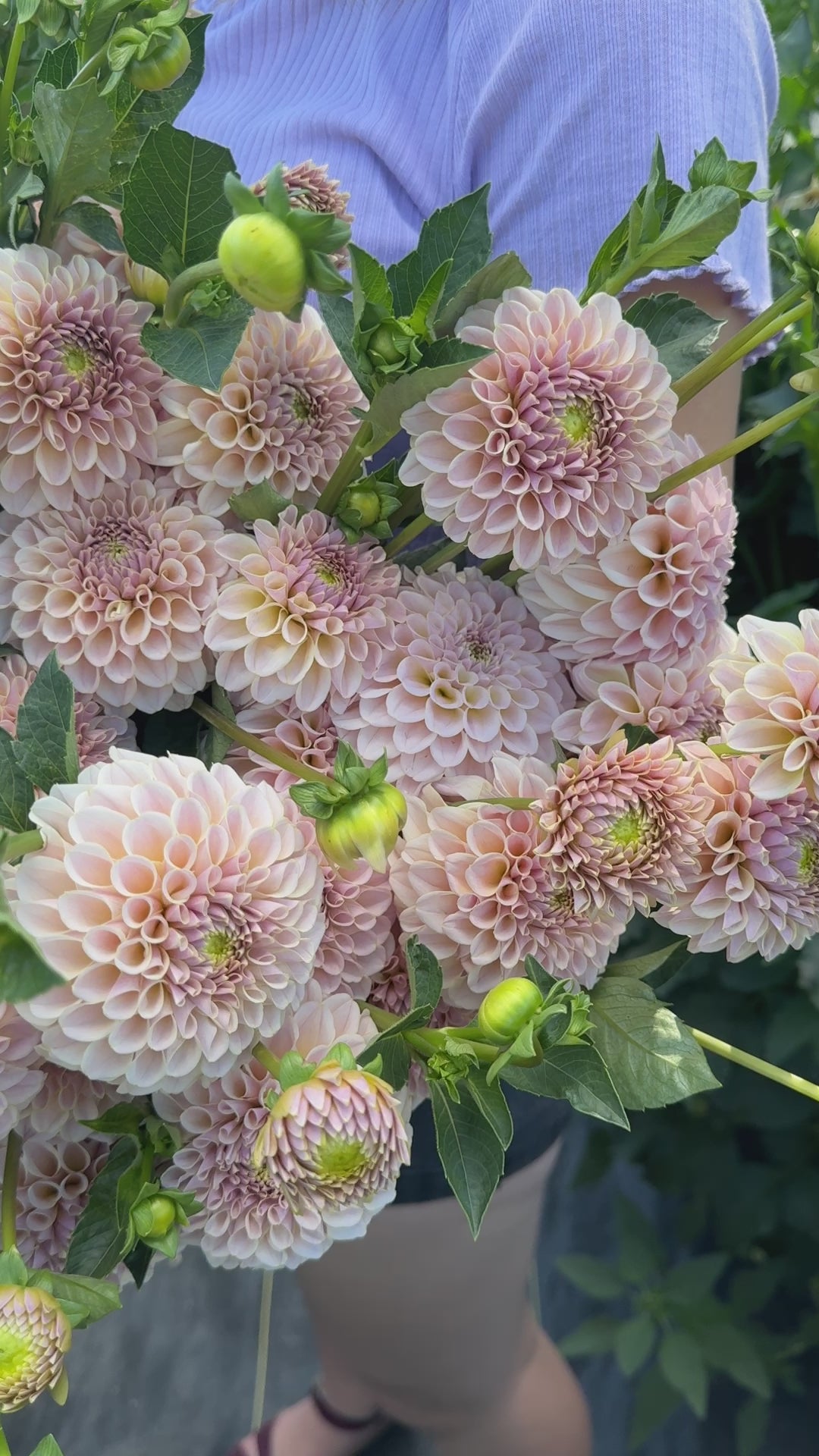 KA's® Cinder Rose – Stonehouse Dahlias