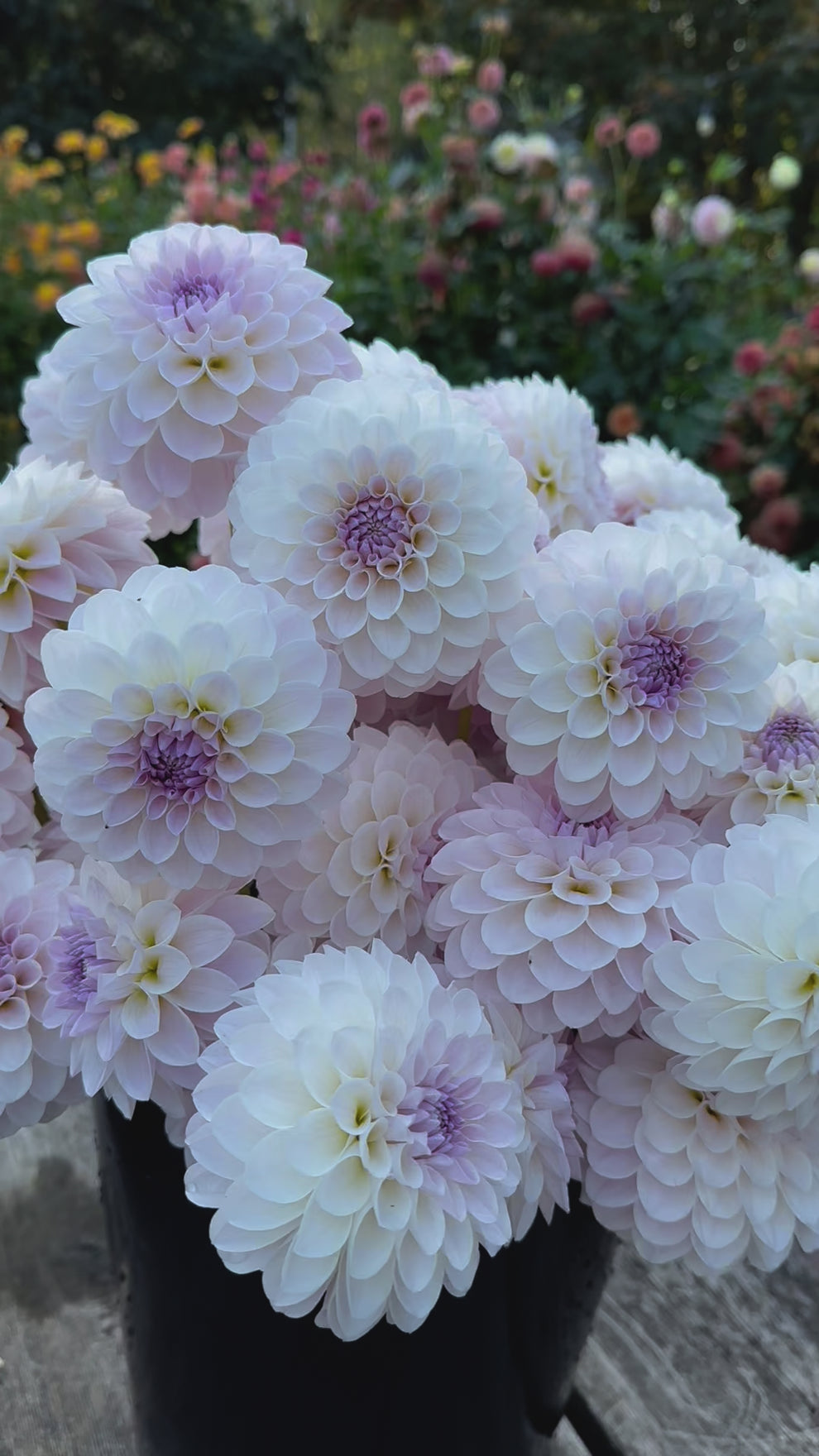 RM Hannah Joe – Stonehouse Dahlias