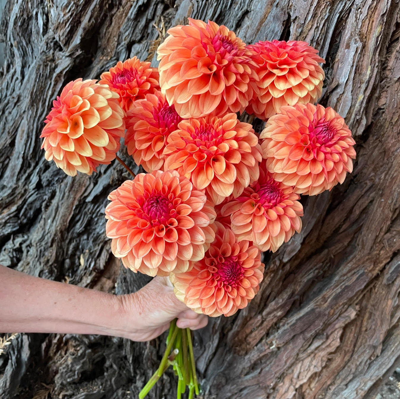 KA's Blood Orange – Stonehouse Dahlias