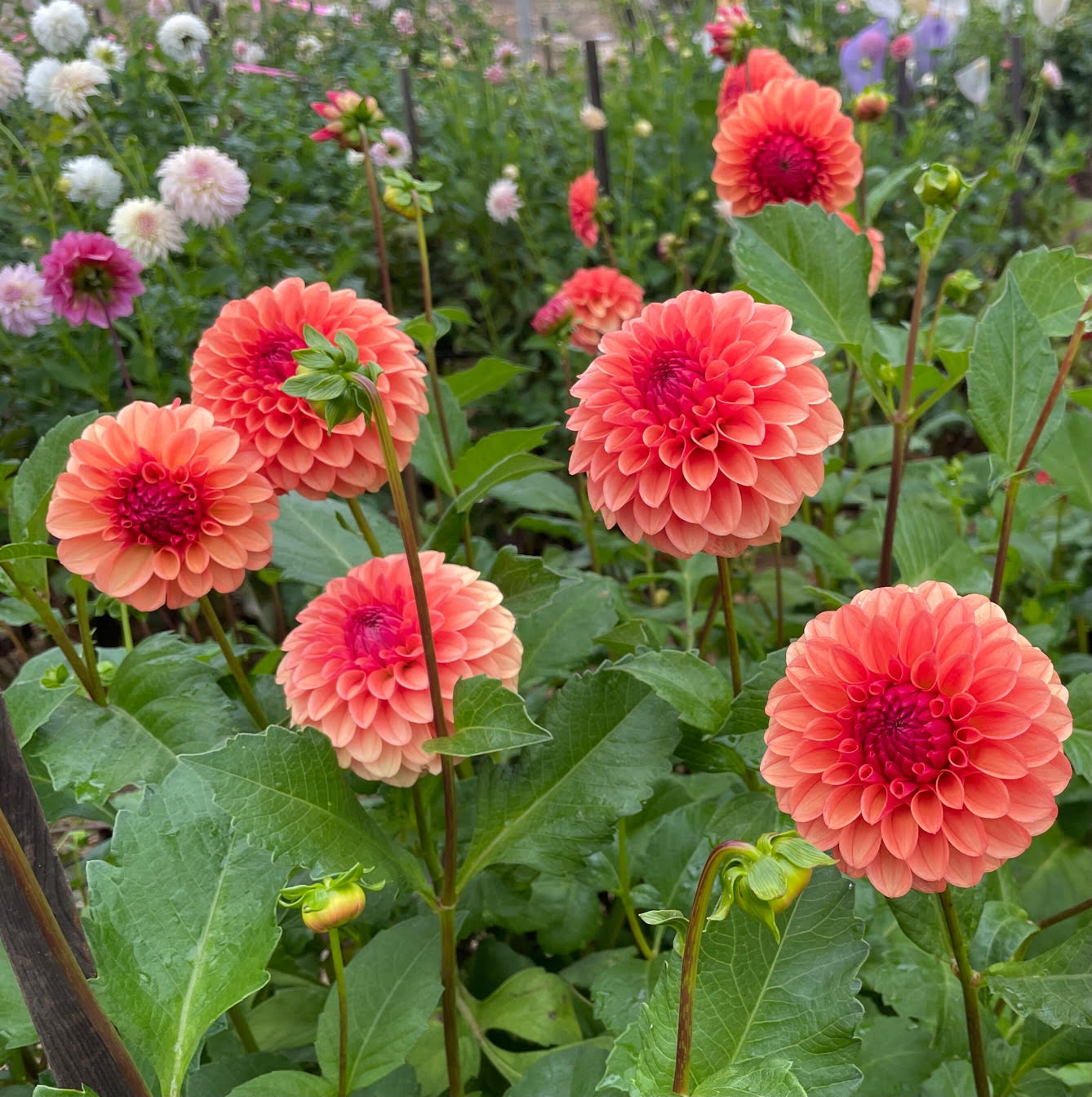 KA's Blood Orange – Stonehouse Dahlias