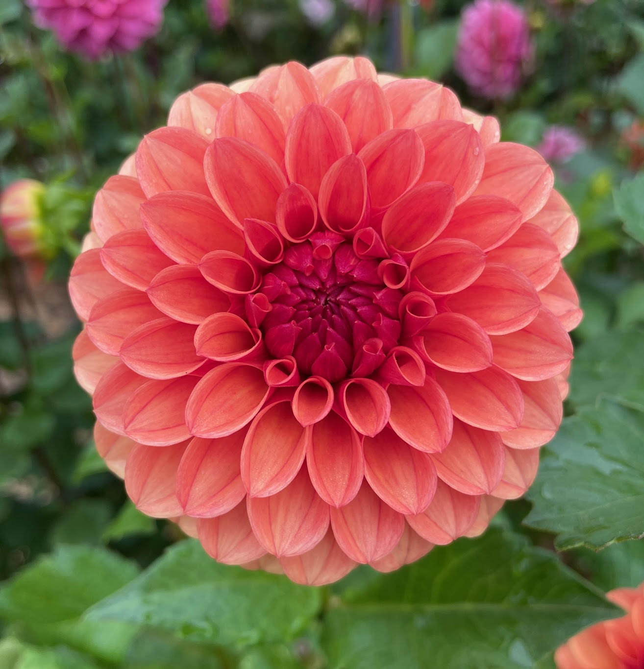 KA's® Blood Orange – Stonehouse Dahlias