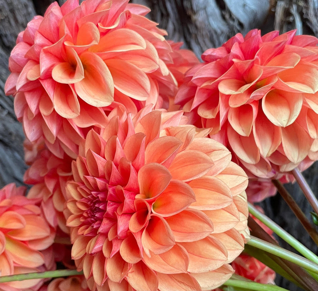 KA's Blood Orange – Stonehouse Dahlias