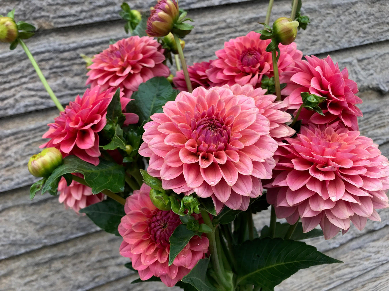 KA's® Boho Peach – Stonehouse Dahlias