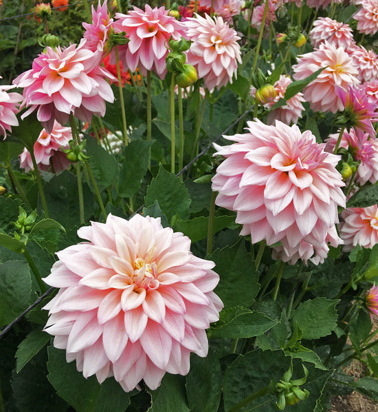 KA's® Mocha Jake – Stonehouse Dahlias