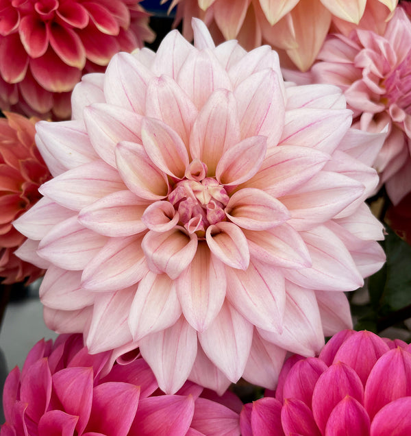 KA's® Mocha Jake – Stonehouse Dahlias