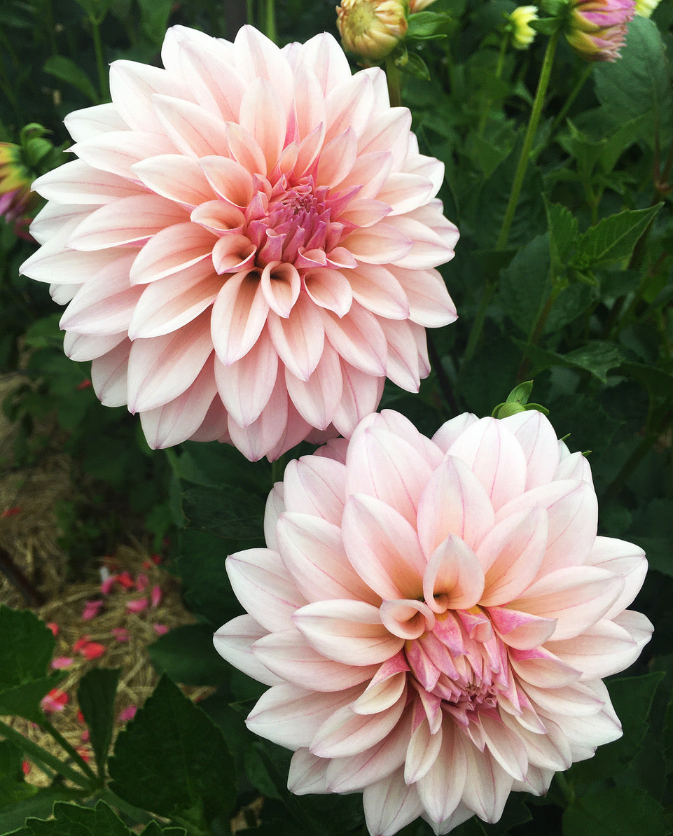 KA's® Mocha Jake – Stonehouse Dahlias