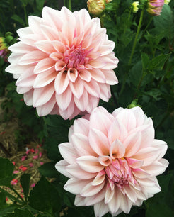 KA's® Mocha Jake – Stonehouse Dahlias