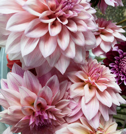 KA's® Mocha Jake – Stonehouse Dahlias