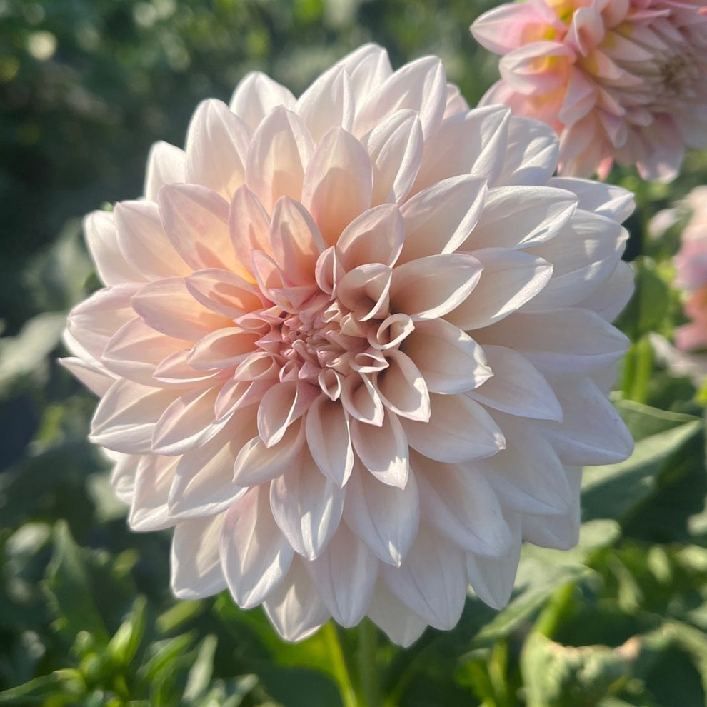 KA's® Mocha Jake – Stonehouse Dahlias