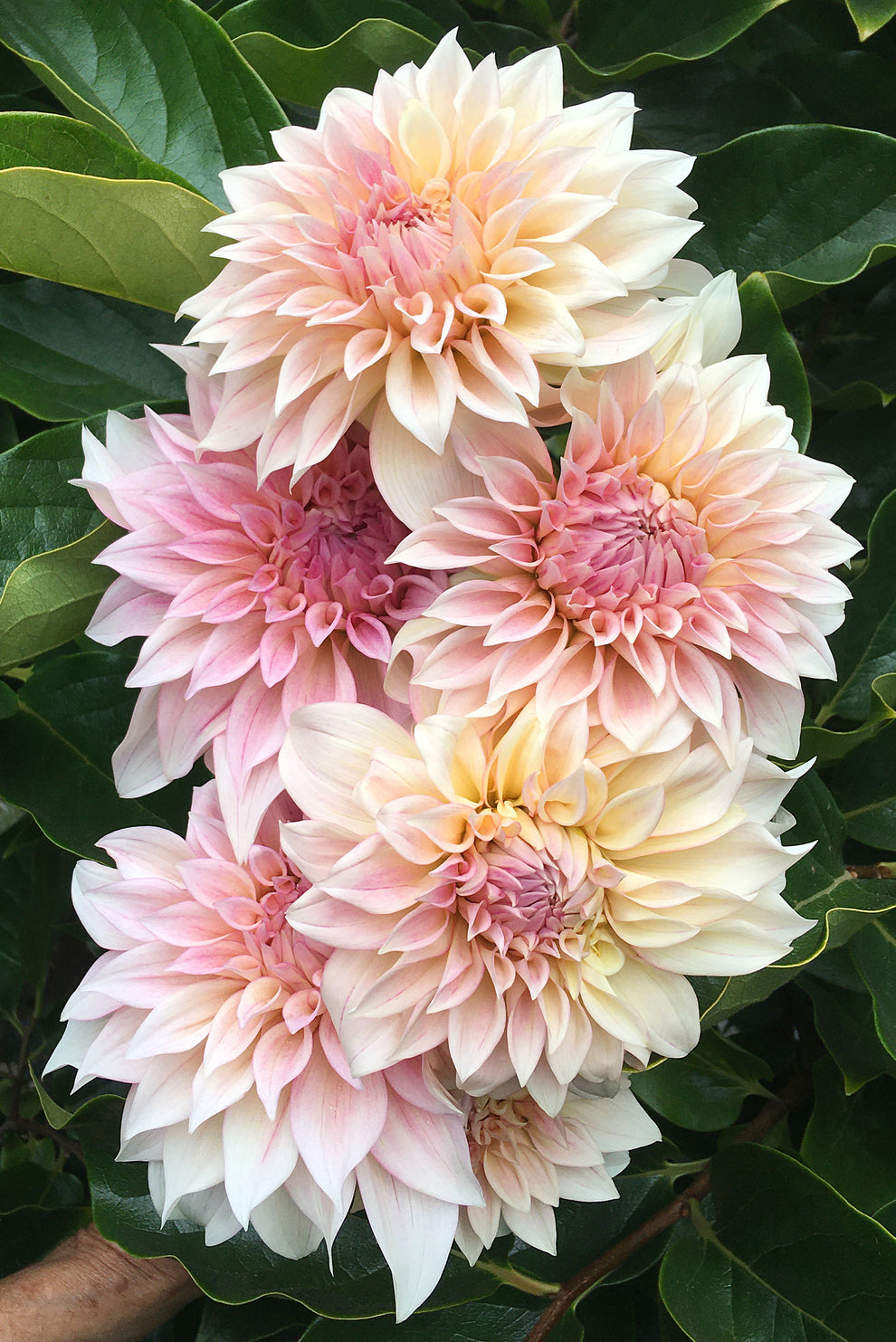 KA's® Mocha Maya – Stonehouse Dahlias